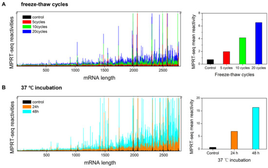 mRNA Fragmentation Pattern Detected by SHAPE