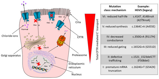A New Frontier in Cystic Fibrosis Pathophysiology: How and When Clock ...