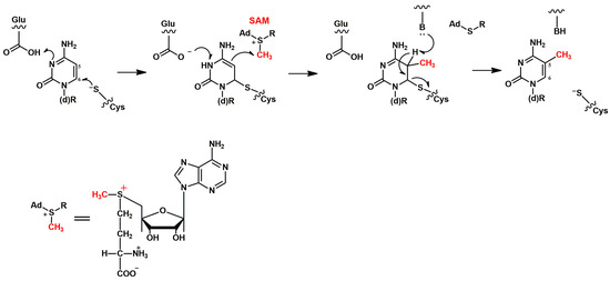 Dealkylation of Macromolecules by Eukaryotic α-Ketoglutarate-Dependent ...