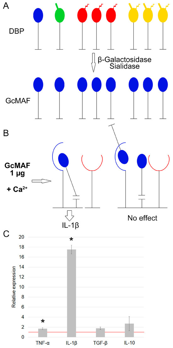 Production of GcMAF with Anti-Inflammatory Properties and Its Effect on ...
