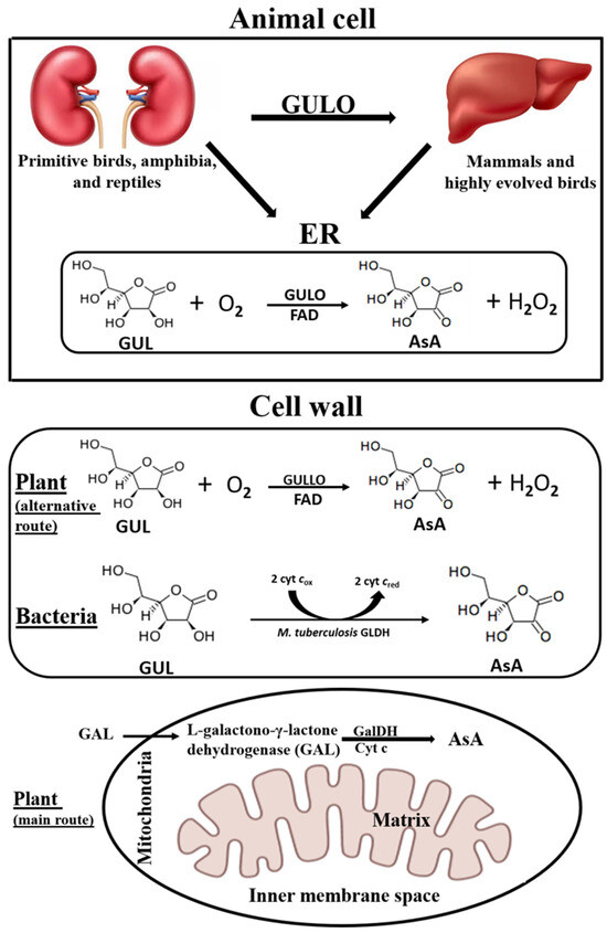L-gulono-γ-lactone Oxidase, the Key Enzyme for L-Ascorbic Acid Biosynthesis