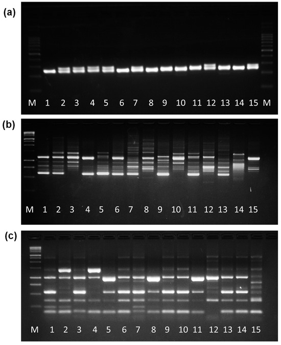Diversity of Improved Diploids and Commercial Triploids from Musa spp ...