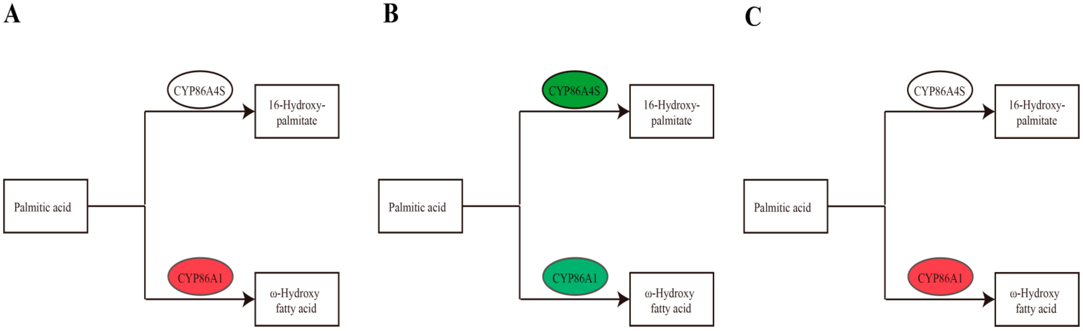 Allelopathic Molecular Mechanisms of the Two Main Allelochemicals in ...