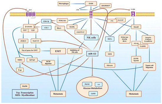 Dual Roles of microRNA-122 in Hepatocellular Carcinoma and Breast ...