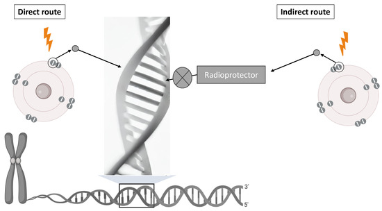 Molecular Insights into Radiation Effects and Protective Mechanisms: A ...