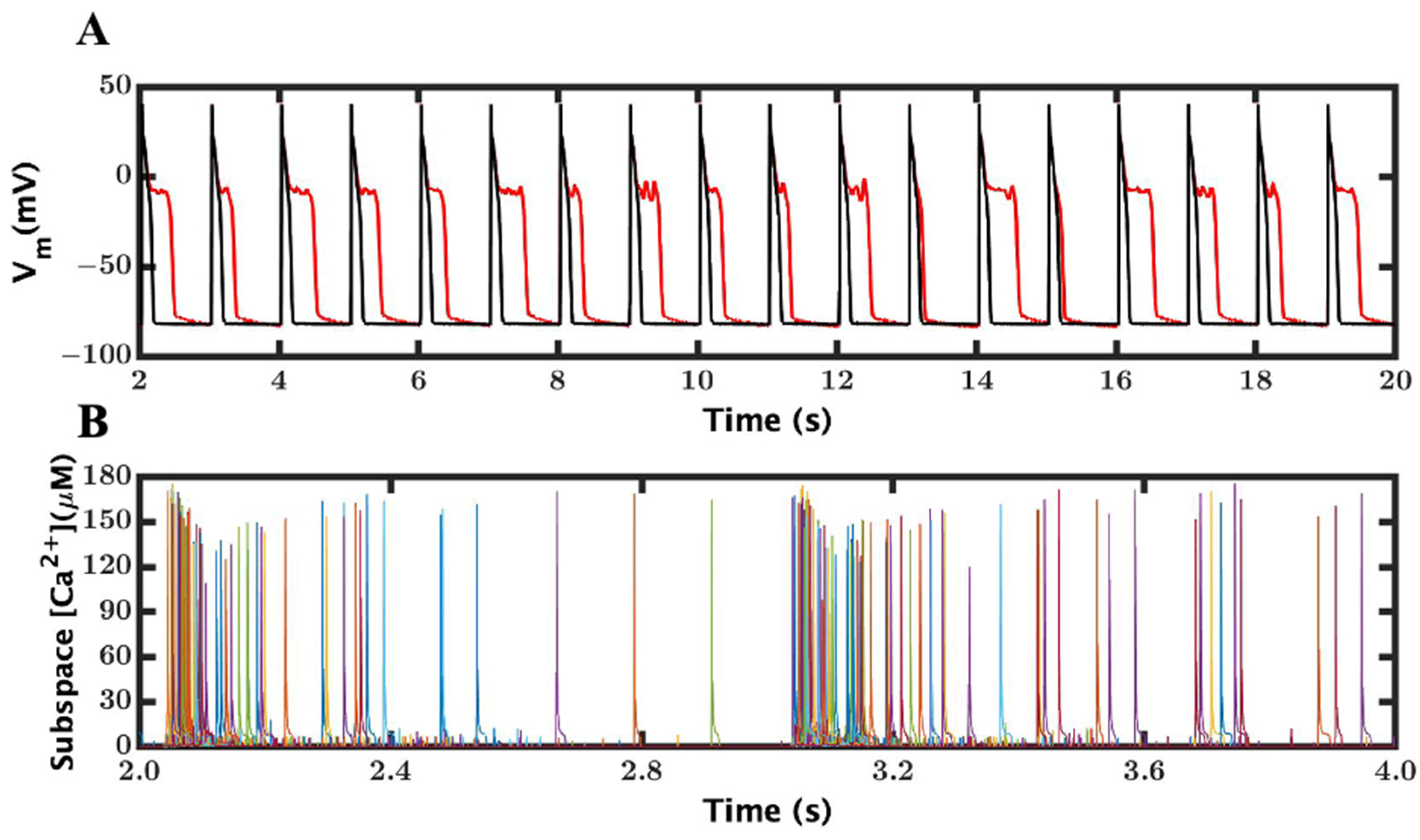 Gain-of-Function and Loss-of-Function Mutations in the RyR2-Expressing ...