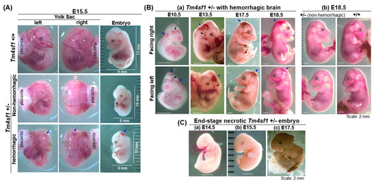 Transmembrane-4 L-Six Family Member-1 Is Essential for Embryonic Blood ...