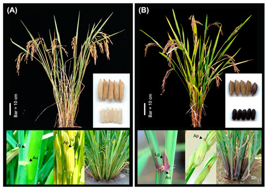 Reverse Mutations in Pigmentation Induced by Sodium Azide in the IR64 ...
