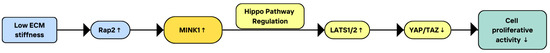 Clinical Potential of Misshapen/NIKs-Related Kinase (MINK) 1—A Many ...