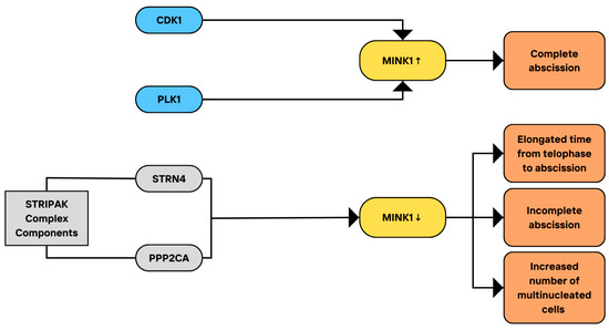 Clinical Potential of Misshapen/NIKs-Related Kinase (MINK) 1—A Many ...