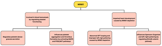 Clinical Potential of Misshapen/NIKs-Related Kinase (MINK) 1—A Many ...