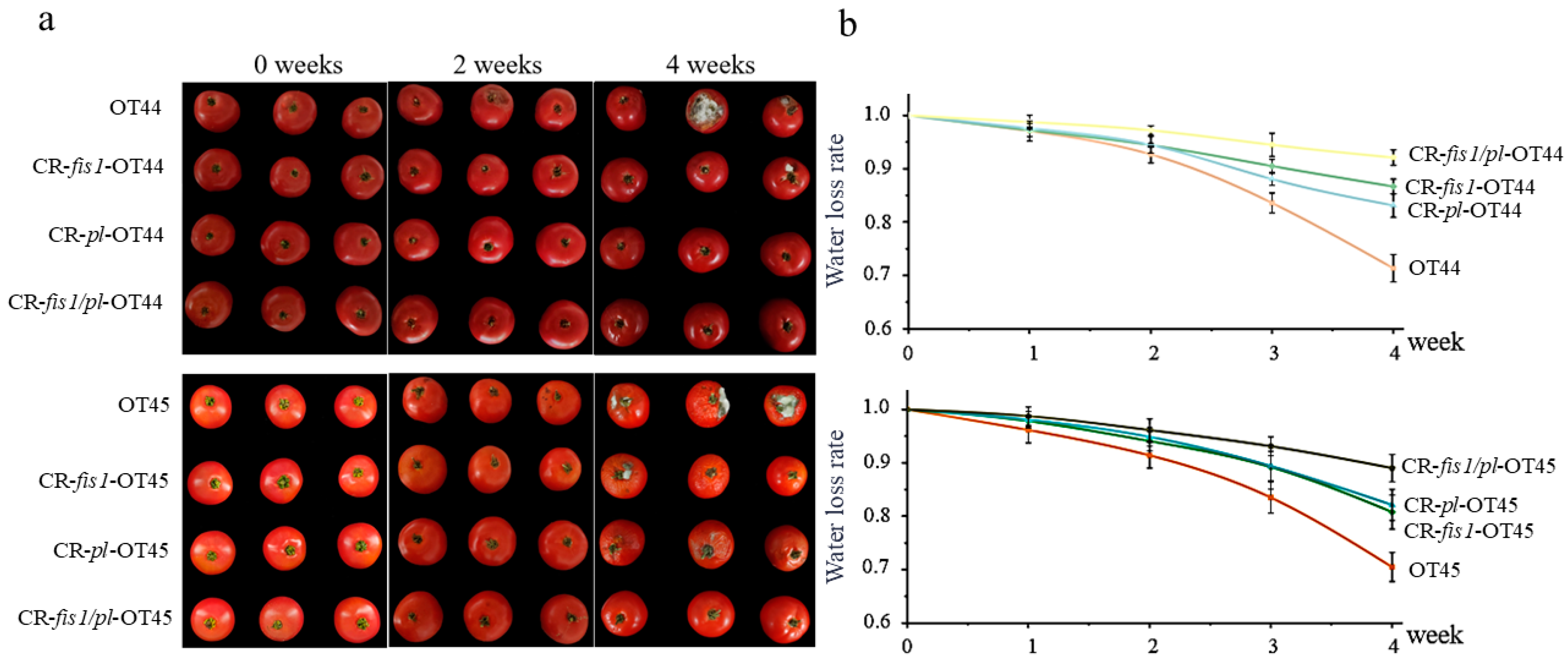 CRISPR/cas9 Allows for the Quick Improvement of Tomato Firmness Breeding