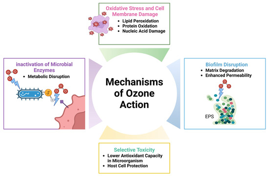 The Impact of Ozone on Periodontal Cell Line Viability and Function