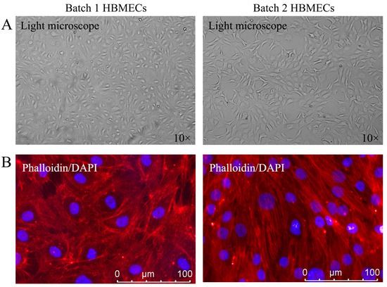 Donor Variability Alters the Characteristics of Human Brain ...