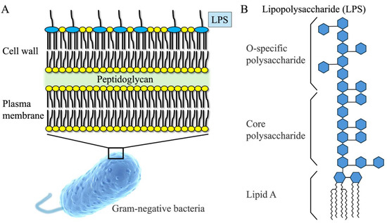 Advances in Understanding Lipopolysaccharide-Mediated Hepatitis ...
