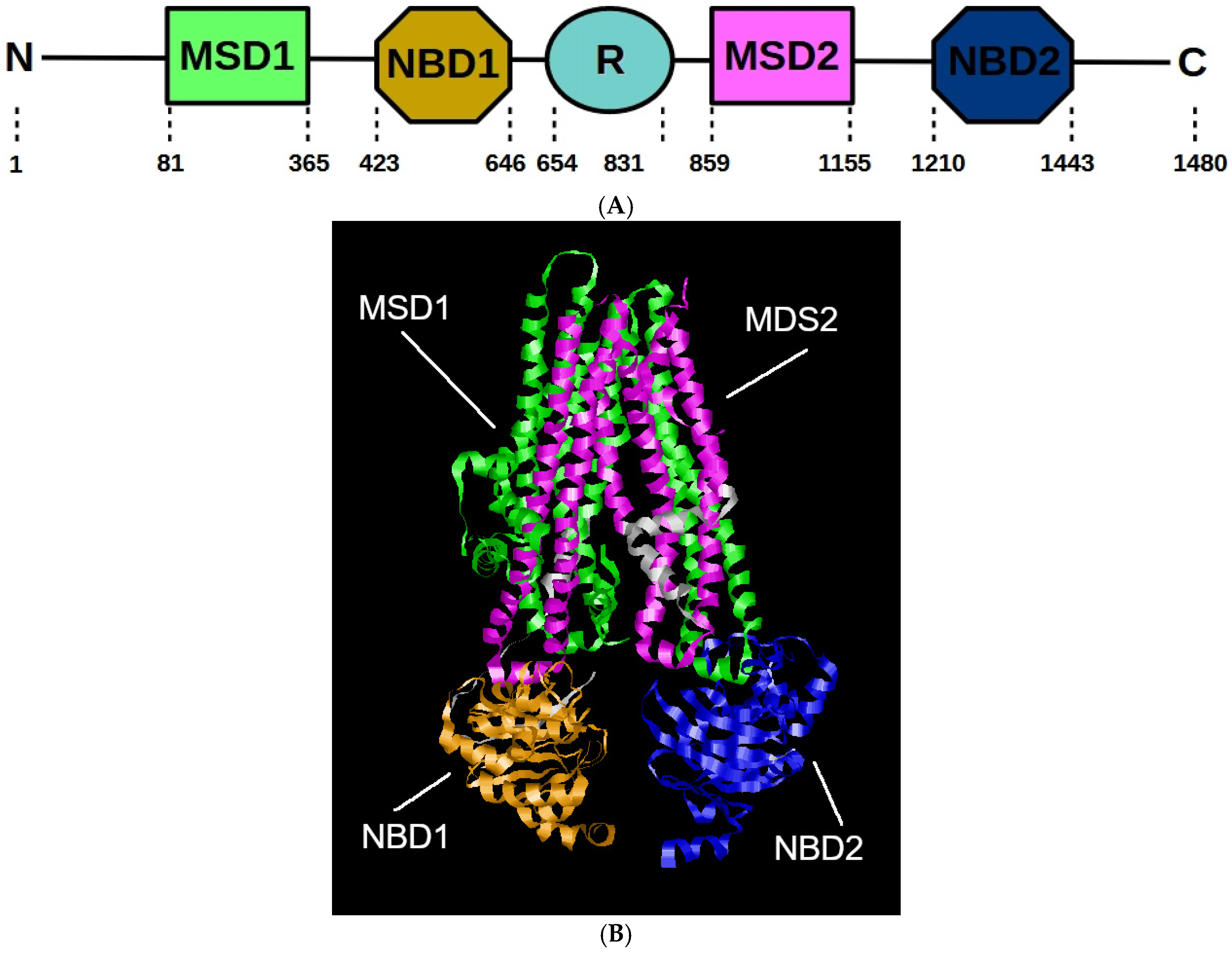 Unraveling the Mechanism of Action, Binding Sites, and Therapeutic ...