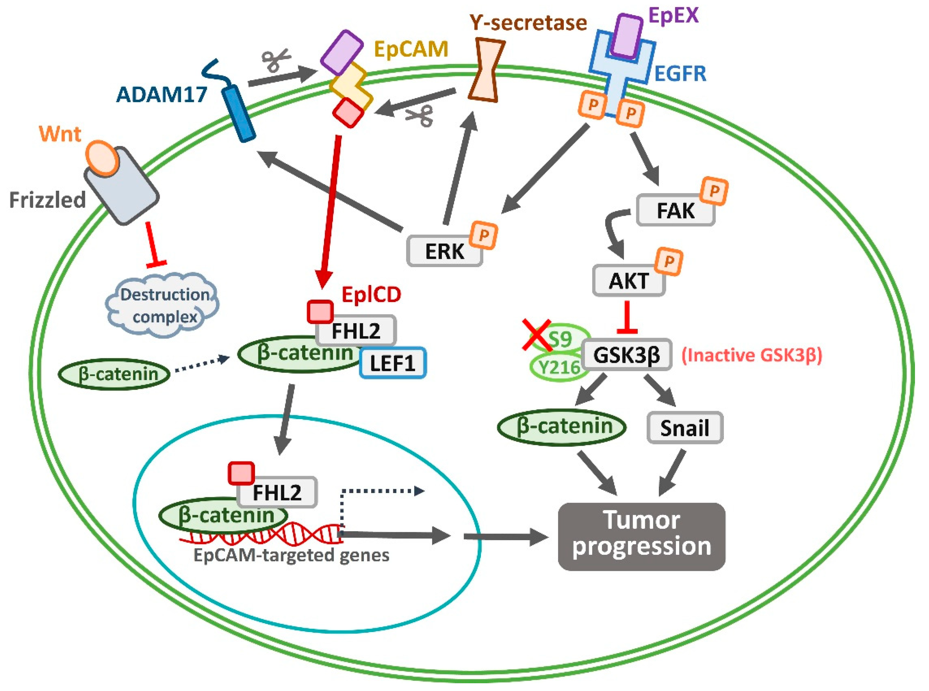 EpCAM Signaling in Oral Cancer Stem Cells: Implications for Metastasis ...
