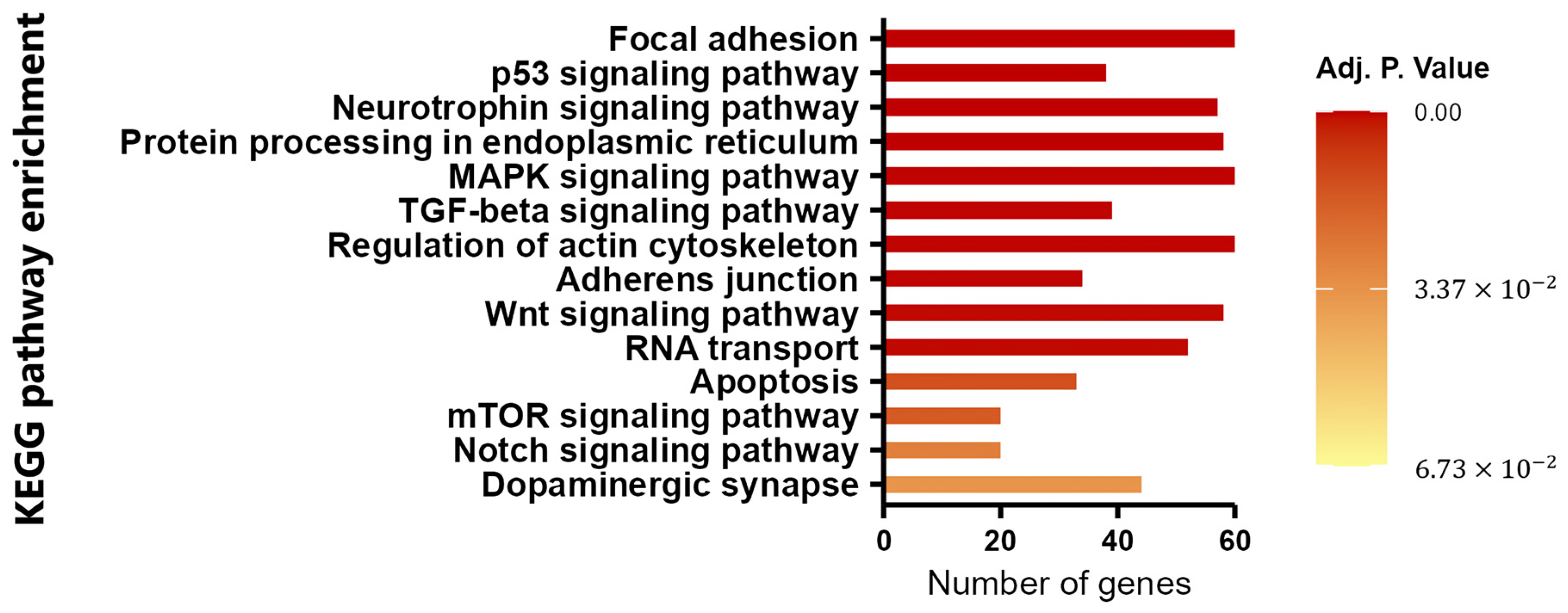In Silico Analysis of miRNA-Regulated Pathways in Spinocerebellar ...