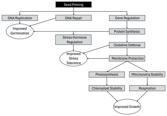 Chemical Seed Priming: Molecules and Mechanisms for Enhancing Plant ...