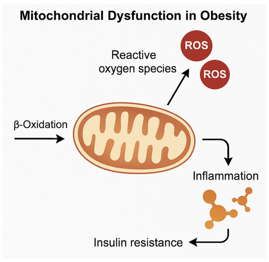 Key Roles of Brown, Subcutaneous, and Visceral Adipose Tissues in ...