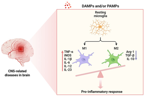 Neuroinflammation: Mechanisms, Dual Roles, and Therapeutic Strategies ...