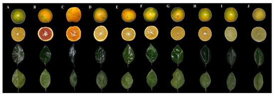 Molecular Characterization of Citrus Accessions Grown for Pre-Breeding ...