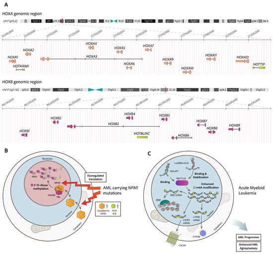 Intracellular Mis-Localization of Modified RNA Molecules and Non-Coding ...