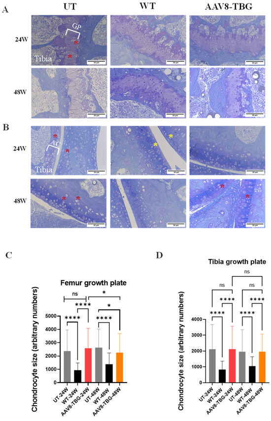 Long-Term Liver-Targeted AAV8 Gene Therapy for Mucopolysaccharidosis IVA