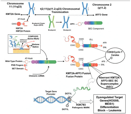Research Progress on the KMT2A-AFF3 Fusion Gene in Childhood Acute ...
