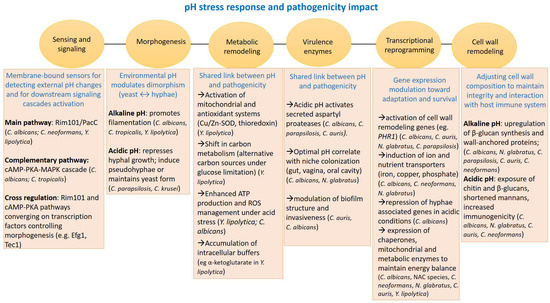 Molecular Triggers of Yeast Pathogenicity in the Yeast–Host Interactions