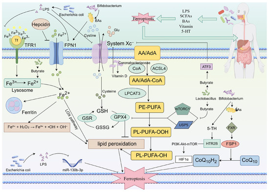 The Gut Microbiota–Ferroptosis Axis: Emerging Perspectives in ...