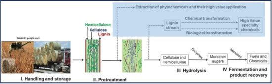 Renewable Biomass Utilization: A Way Forward to Establish Sustainable ...