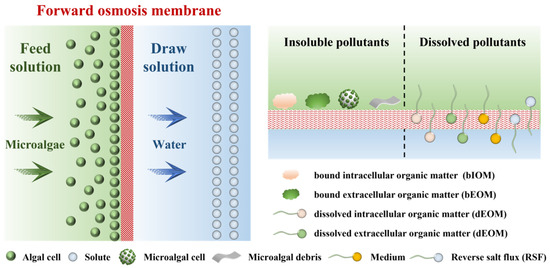 Optimization Of Forward Osmotic Dewatering On Resource Utilization Of Microalgae A Review