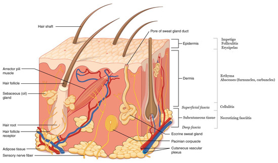 Clinics And Practice Free Full Text A Structured Approach To Skin