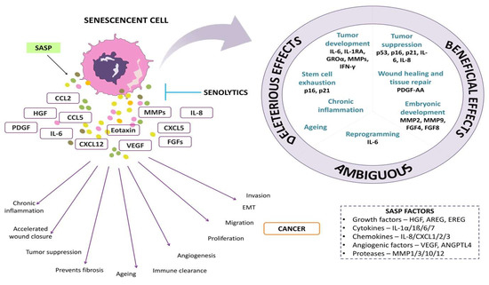 The Emerging Role of Senotherapy in Cancer: A Comprehensive Review