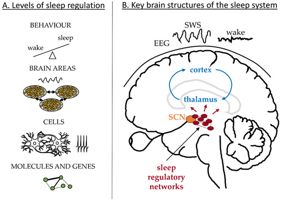 Sleep Modelling across Physiological Levels