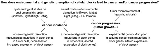 The Cancer Clock Is (Not) Ticking: Links between Circadian Rhythms and ...