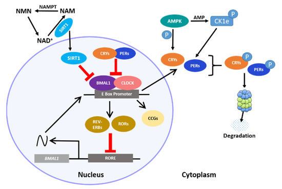 Circadian Rhythms Of The Hypothalamus Encyclopedia Mdpi