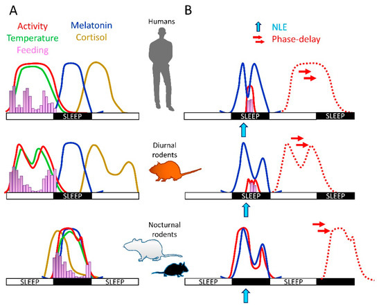 Nighttime Light Hurts Mammalian Physiology: What Diurnal Rodent Models ...