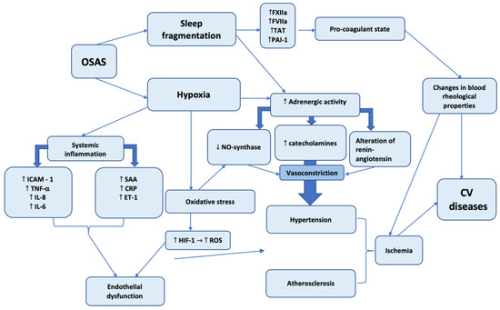 The Burden of Comorbidities in Obstructive Sleep Apnea and the Pathophysiologic Mechanisms and ...