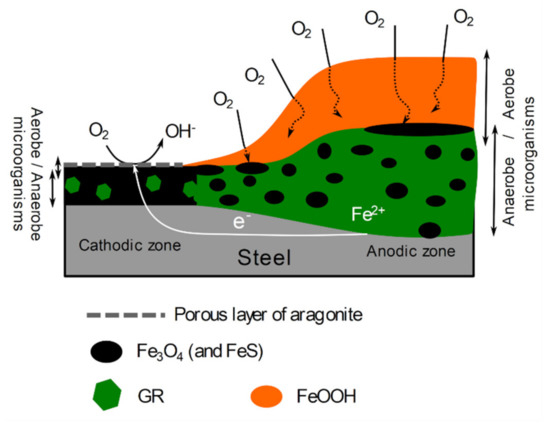 Corrosion of Carbon Steel in Marine Environments: Role of the Corrosion ...