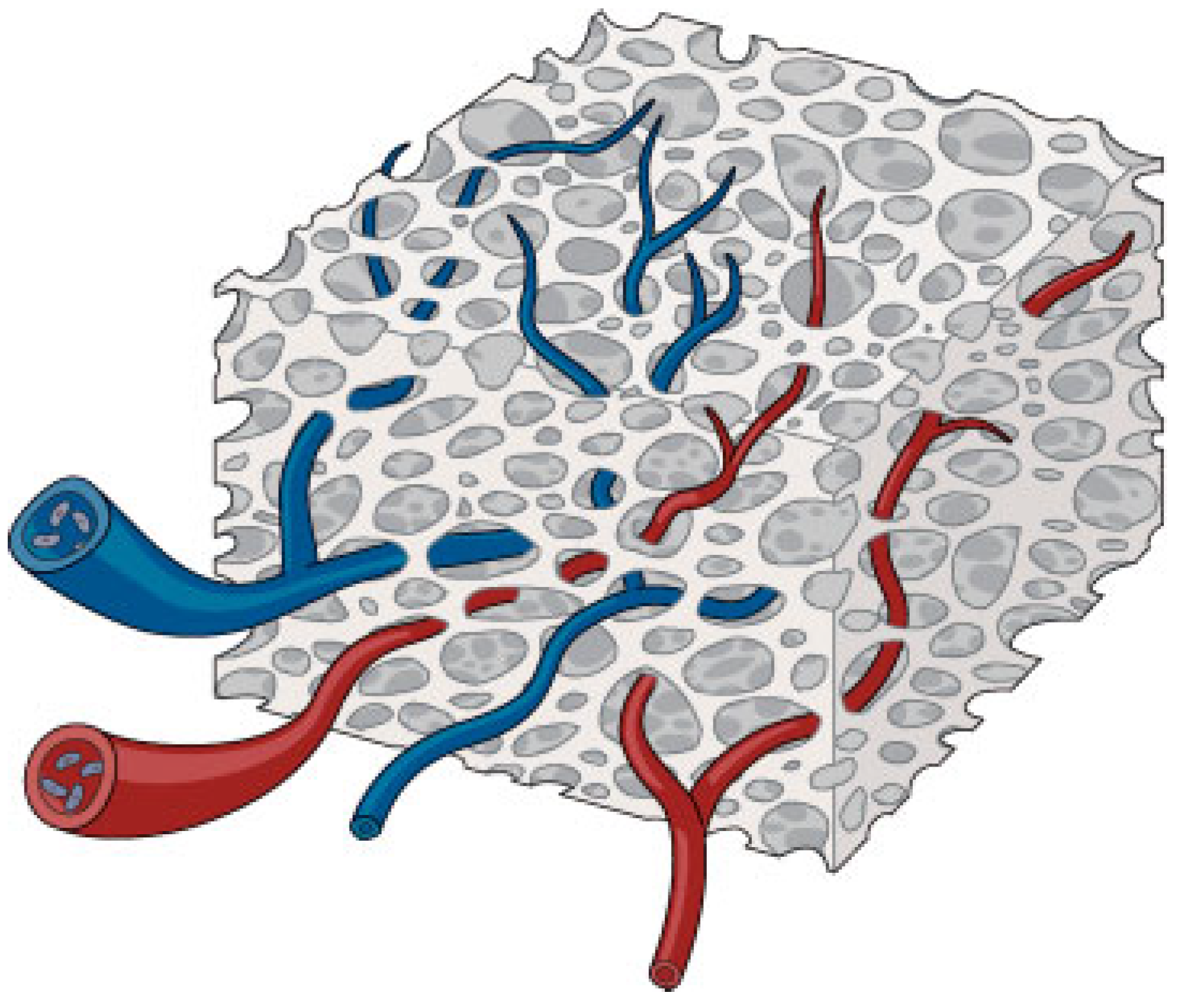 Craniofacial Bone Grafting: Wolff's Law Revisited