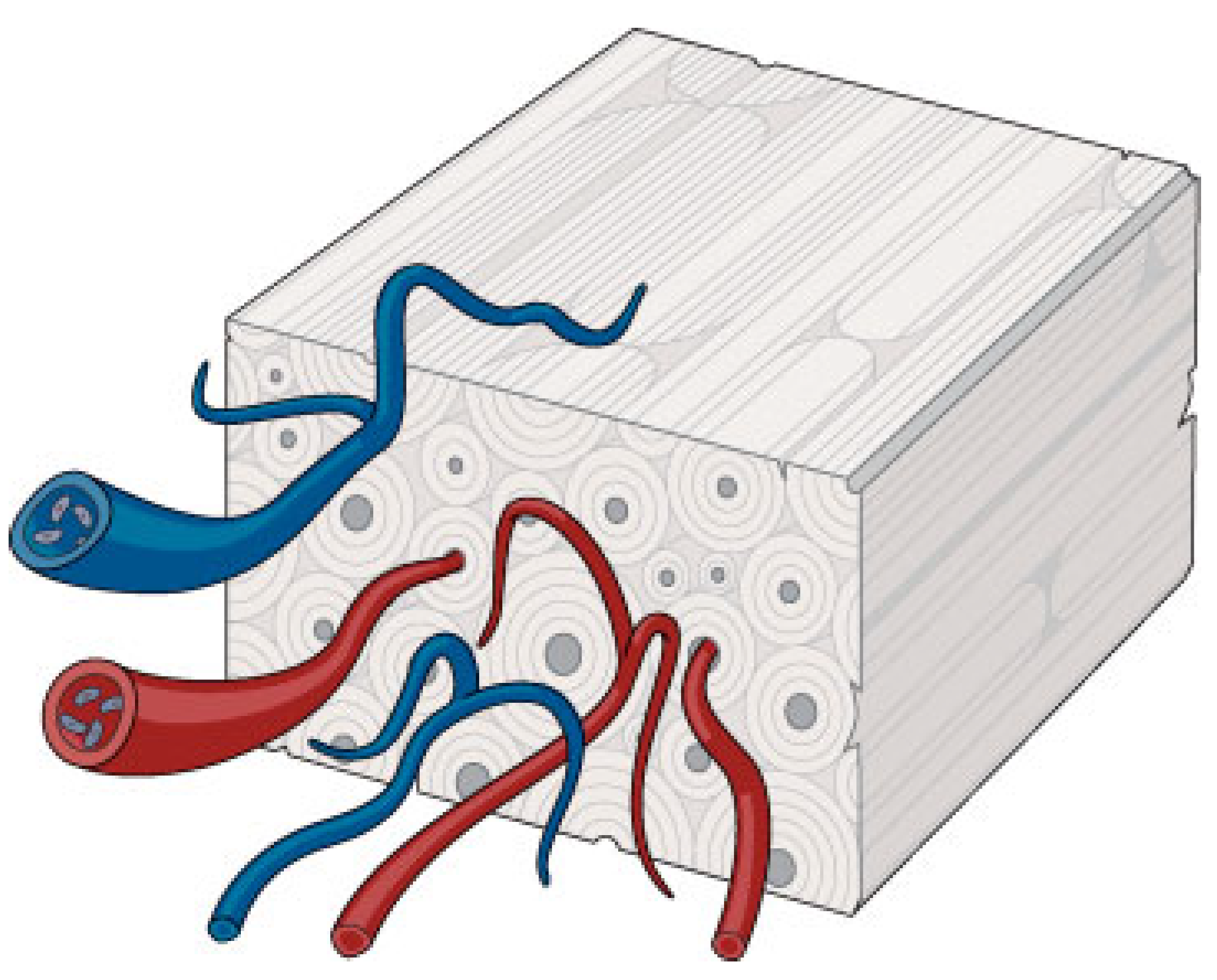 Craniofacial Bone Grafting: Wolff's Law Revisited