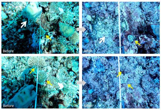 Video Transect-Based Coral Demographic Investigation