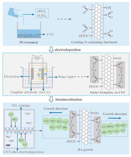 Preparation of Nano-Hydroxyapatite Coated Carbon Nanotube Reinforced ...