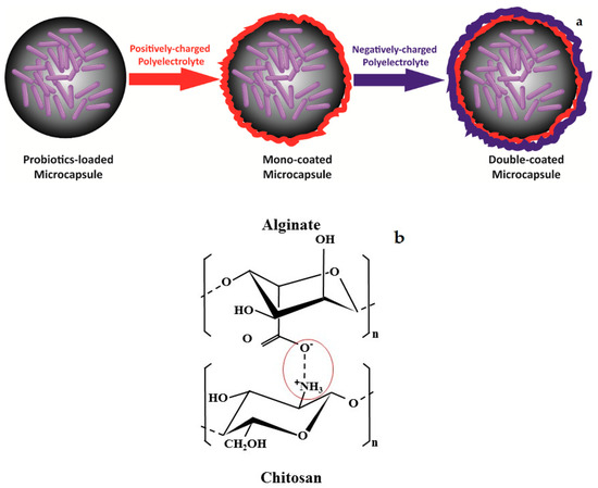 Chitosan Coating Applications in Probiotic Microencapsulation