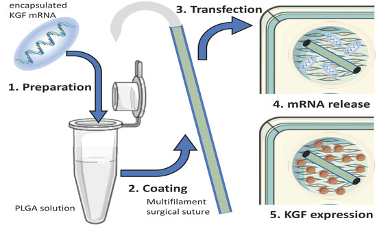 Coatings | Free Full-Text | Development of a Novel Polymer-Based mRNA ...