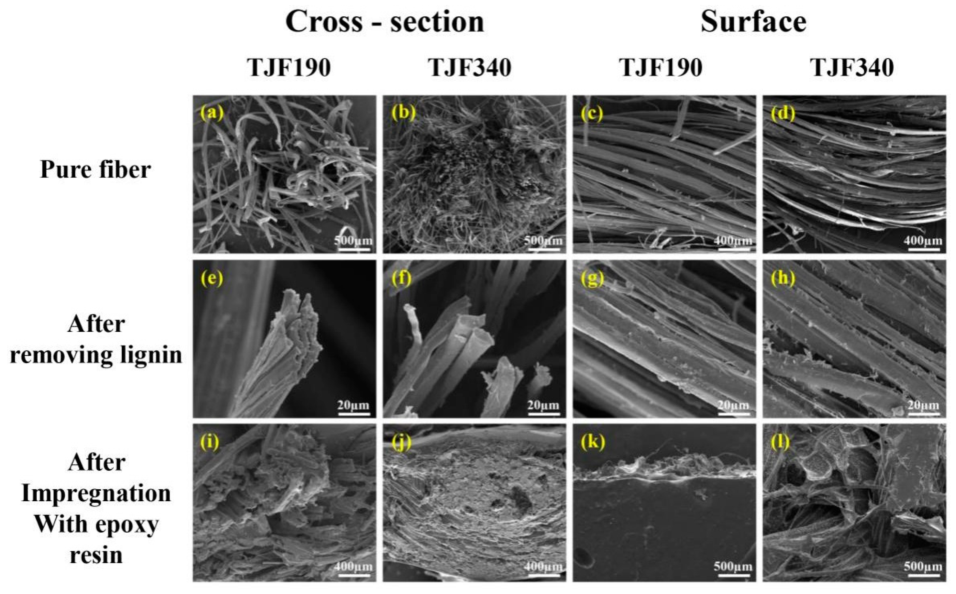 Jute Fiber Microscope