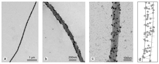 S-Layer Protein Coated Carbon Nanotubes