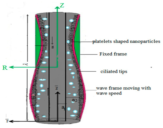 MHD Effects on Ciliary-Induced Peristaltic Flow Coatings with ...